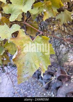 canyon wild grape (Vitis arizonica) Plantae Stock Photo - Alamy
