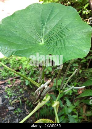 pariparoba (Piper peltatum) Plantae Stock Photo - Alamy
