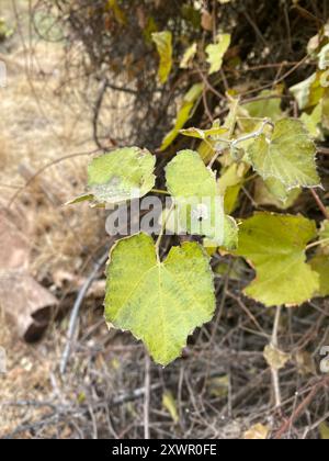 canyon wild grape (Vitis arizonica) Plantae Stock Photo - Alamy
