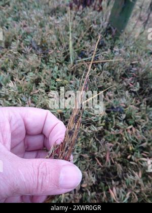 common cordgrass (Sporobolus anglicus) Plantae Stock Photo - Alamy
