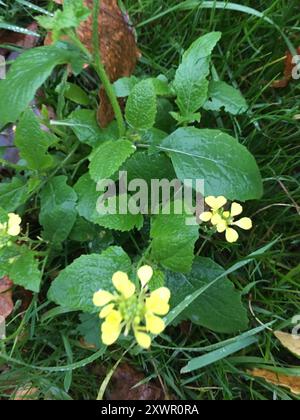 charlock (Mutarda arvensis) Plantae Stock Photo - Alamy