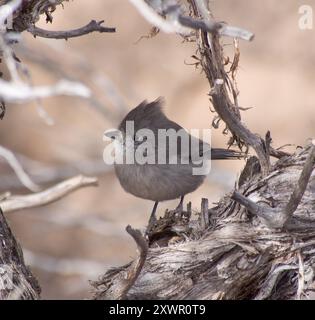 Juniper Titmouse (Baeolophus ridgwayi) Aves Stock Photo - Alamy