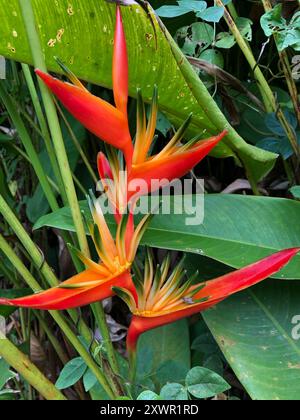 Heliconias (Heliconia) Plantae Stock Photo - Alamy