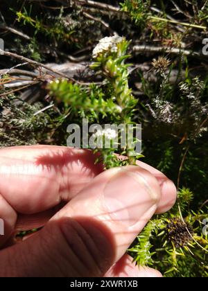 African Stoebe (Stoebe aethiopica Stock Photo - Alamy