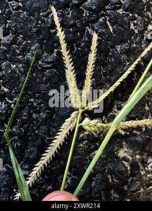 Goose Grass (Eleusine indica) Plantae Stock Photo - Alamy