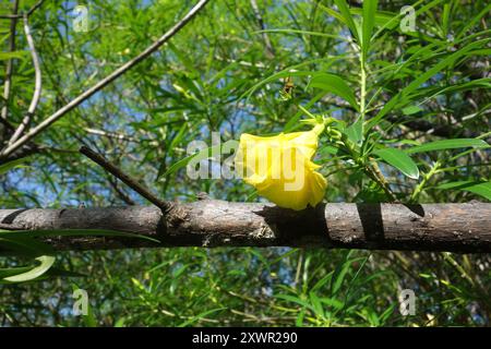Be-still tree (Cascabela thevetia) Plantae Stock Photo - Alamy