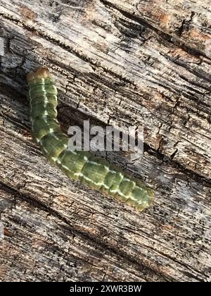 Owlet Moths and Allies (Noctuoidea) Insecta Stock Photo - Alamy