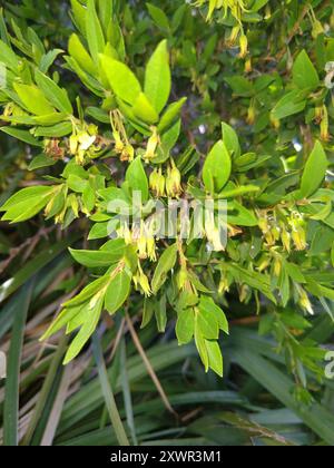 Cape Starapple (Diospyros glabra) Plantae Stock Photo - Alamy