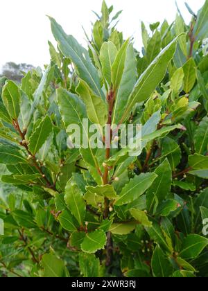 Bay laurel (Laurus nobilis) Plantae Stock Photo - Alamy