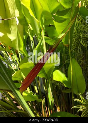 gingers, bananas, and allies (Zingiberales) Plantae Stock Photo - Alamy