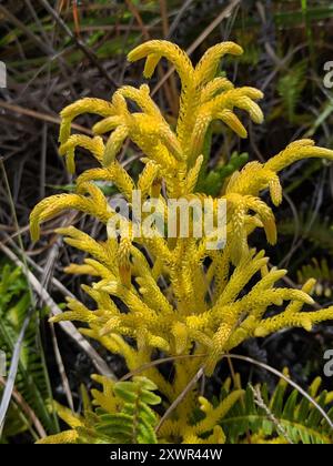 staghorn clubmoss (Palhinhaea cernua), Plantae, Klaaskreek, Suriname ...
