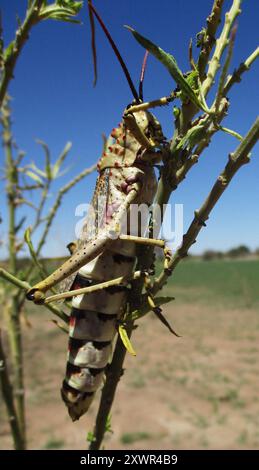 Milkweed Locusts (Phymateus) Insecta Stock Photo - Alamy