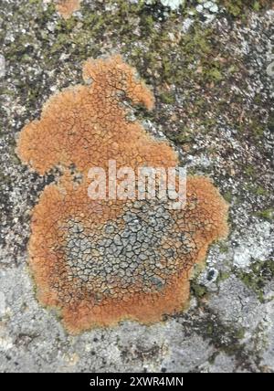 Tile Lichens (Lecidea) Fungi Stock Photo - Alamy