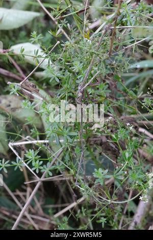 Wild Madder (Rubia peregrina), Plantae, Xemxija, St Paul's Bay, Malta ...