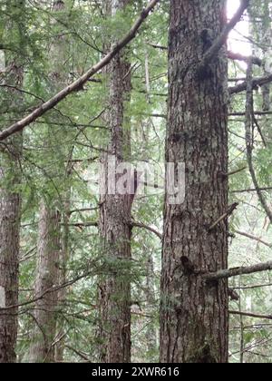 Pacific Marten (Martes caurina) Mammalia Stock Photo - Alamy