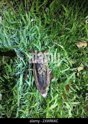 (Lethocerus annulipes) Insecta Stock Photo - Alamy