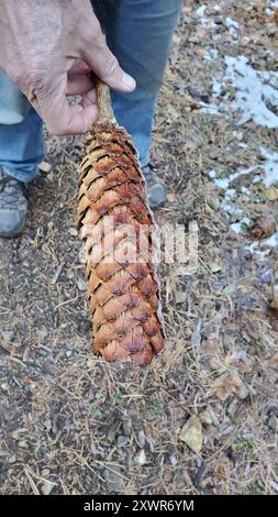 sugar pine (Pinus lambertiana) Plantae Stock Photo - Alamy
