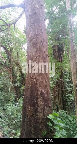 Bishop wood (Bischofia javanica) Plantae Stock Photo - Alamy