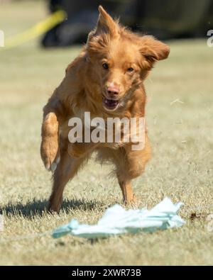 Toller dog chasing a lure at a fast cat event Stock Photo - Alamy