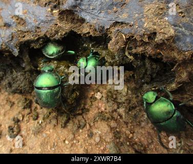 (Garreta wahlbergi) Insecta Stock Photo - Alamy