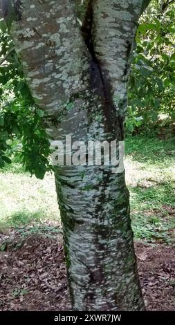 Genip (Melicoccus bijugatus) Plantae Stock Photo - Alamy