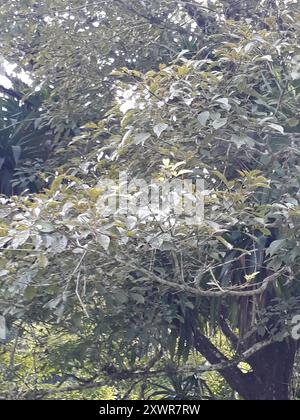 bignonia family (Bignoniaceae) Plantae Stock Photo - Alamy