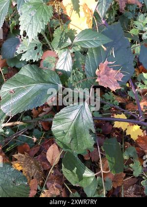 European dewberry (Rubus caesius) Plantae Stock Photo - Alamy