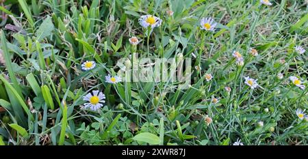 southern annual saltmarsh aster (Symphyotrichum divaricatum) Plantae ...
