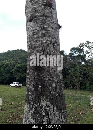 Balsa Tree (Ochroma pyramidale) Plantae Stock Photo - Alamy