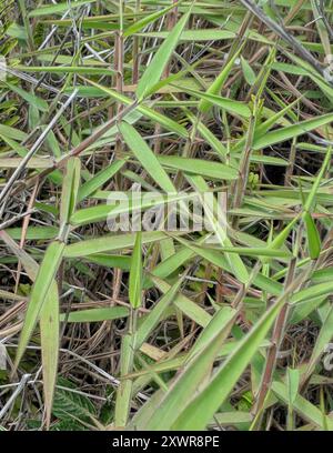 Molasses Grass (Melinis minutiflora) Plantae Stock Photo - Alamy