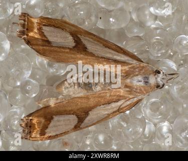 Pearl Grass-veneer (Catoptria pinella) Insecta Stock Photo - Alamy