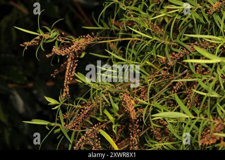koromiko (Veronica salicifolia) Plantae Stock Photo - Alamy