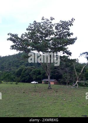 Balsa Tree (Ochroma pyramidale) Plantae Stock Photo - Alamy