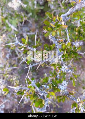 Matagouri (Discaria toumatou) Plantae Stock Photo - Alamy