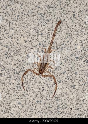 Lesser Brown Scorpion (Isometrus maculatus) walking on sandy beach ...