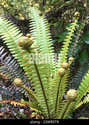 Crown Fern (Lomaria discolor) Plantae Stock Photo - Alamy