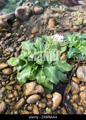 seaside brookweed (Samolus parviflorus) Plantae Stock Photo - Alamy