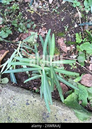 caper spurge (Euphorbia lathyris) Plantae Stock Photo - Alamy