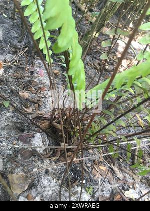 southern sword fern (Nephrolepis exaltata) Plantae Stock Photo - Alamy