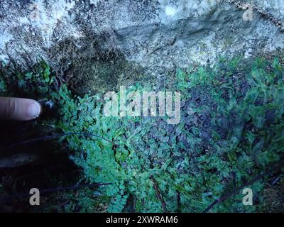 Complex thallose liverworts (Marchantiales) Plantae Stock Photo - Alamy