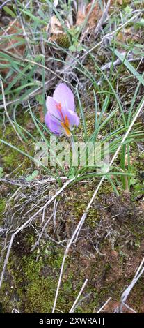 Late Crocus (Crocus serotinus) Plantae Stock Photo - Alamy