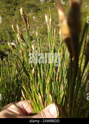 Branch Broomreed (Cannomois virgata) Plantae Stock Photo - Alamy