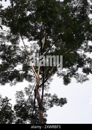 (Jacaranda copaia) Plantae Stock Photo - Alamy