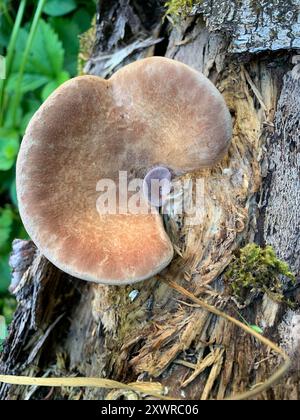 Lilac oysterling (Panus conchatus) Fungi Stock Photo - Alamy