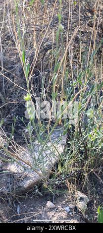 rough menodora (Menodora scabra) Plantae Stock Photo - Alamy