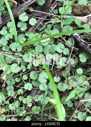 Hairy Pennywort (Hydrocotyle moschata) Plantae Stock Photo - Alamy
