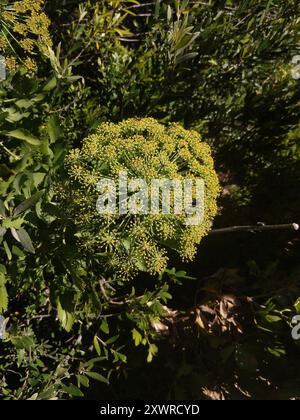 Blisterbush (Notobubon galbanum Stock Photo - Alamy
