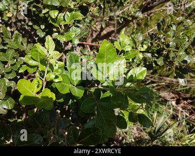 Wild currant (Searsia tomentosa), Plantae, Gourikwa, Southern Cape ...