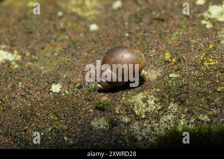 Mud Bithynia (Bithynia tentaculata) Mollusca Stock Photo - Alamy
