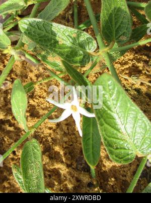 Sweet Starjasmine (Orthanthera jasminiflora), Plantae, Zambezi Region ...